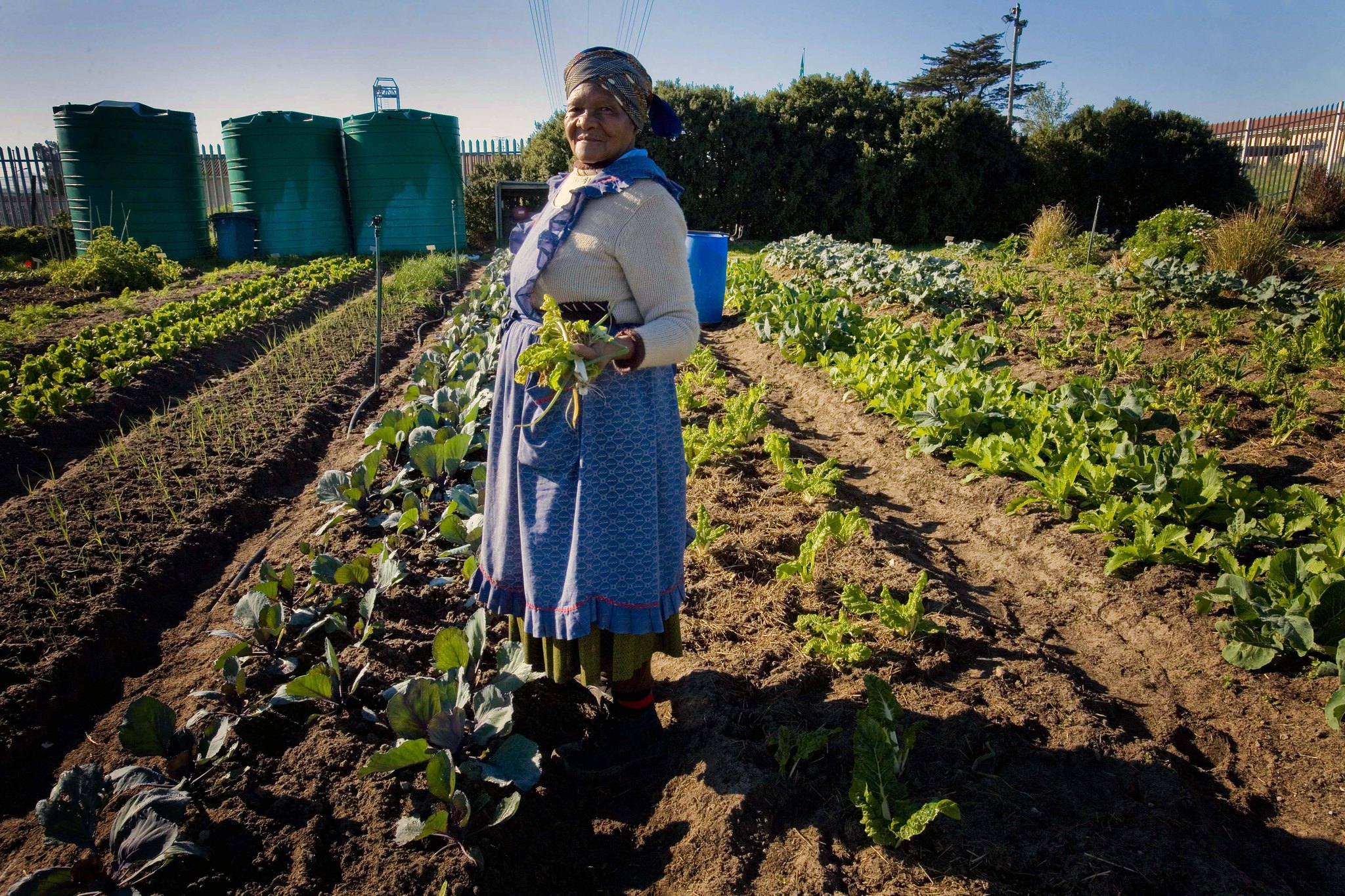 Cape Town, South Africa: Urban farming on the rise to boost people’s ...