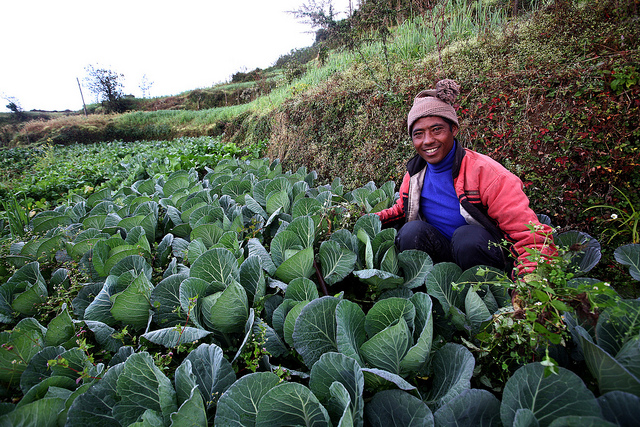 POLICY BRIEF: Climate-smart agriculture in Nepal | Climate ...