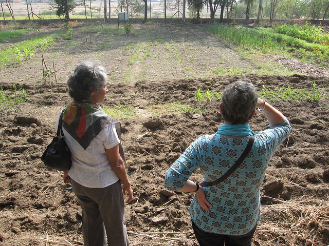 Multilayer farming -Towards household food and nutrition security in ...