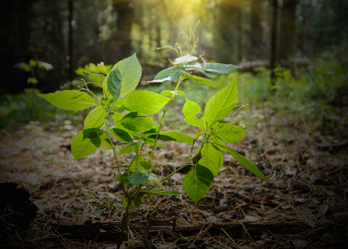 Fiscal Policies Support Climate Compatible Development Climate