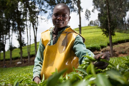 Film : Adapting Rwanda - Growing Rwanda’s tea and coffee sectors in a ...