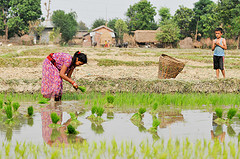 Scaling-up climate smart agriculture in Nepal | Climate & Development ...