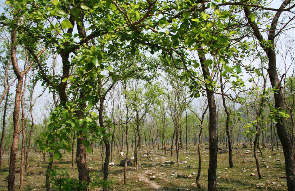 Green growth - debates and resources | Climate & Development Knowledge ...