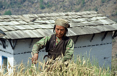 Going smart in Nepalese farming | Climate & Development Knowledge Network